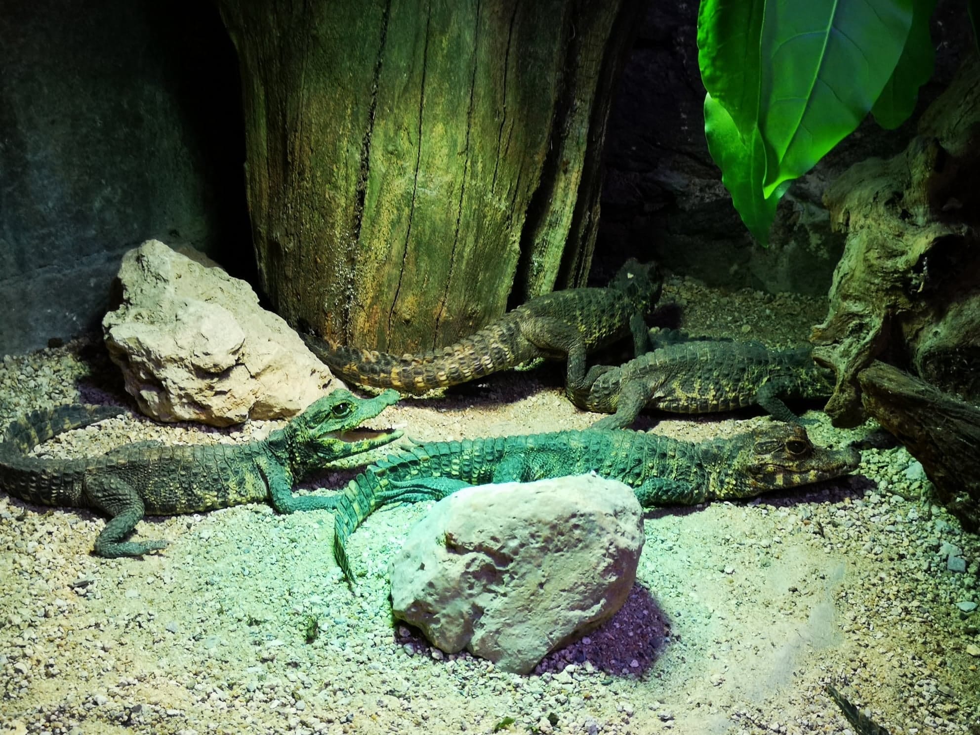 8 choses à faire à Saint-Malo quand il pleut (et profiter quand même)